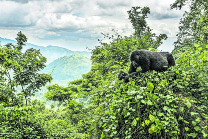 Conservation Through Public Health | Saving gorillas, saving ...
